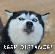 KEEP DISTANCE！ 二哈表情严肃，配文“KEEP DISTANCE”，尽显高冷范表情包图片gif动图 - 求表情网,斗图从此不求人!