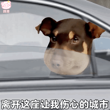 蜜蜂小狗 离开这座让我伤心的城市 狗狗把头探出车窗，配文“离开这座让我伤心的城市”的悲伤表情包表情包图片gif动图 - 求表情网,斗图从此不求人!