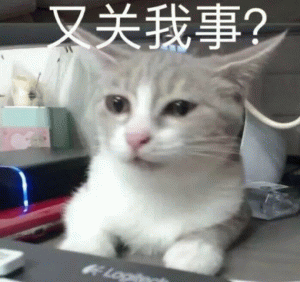 猫咪又关我事？ 可爱猫咪表情呆萌，配文“又关我事？”尽显无辜表情包图片gif动图 - 求表情网,斗图从此不求人!