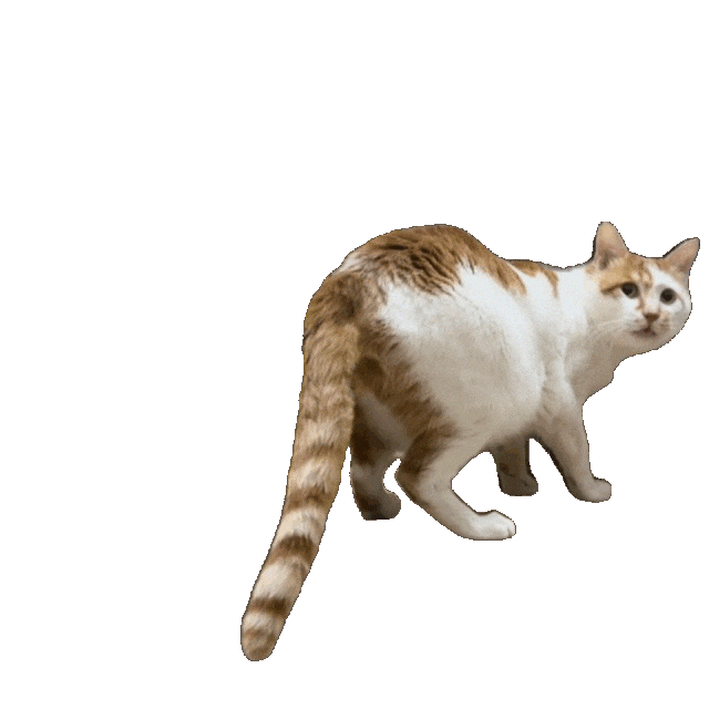 有病的颠猫透明表情包 可爱猫咪侧身行走，眼神呆萌，尽显俏皮可爱表情包图片gif动图 - 求表情网,斗图从此不求人!