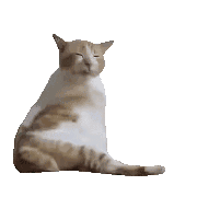 抖音超火猫meme动态表情包 慵懒胖猫咪闭眼静坐，尽显傲娇又惬意的姿态表情包图片gif动图 - 求表情网,斗图从此不求人!