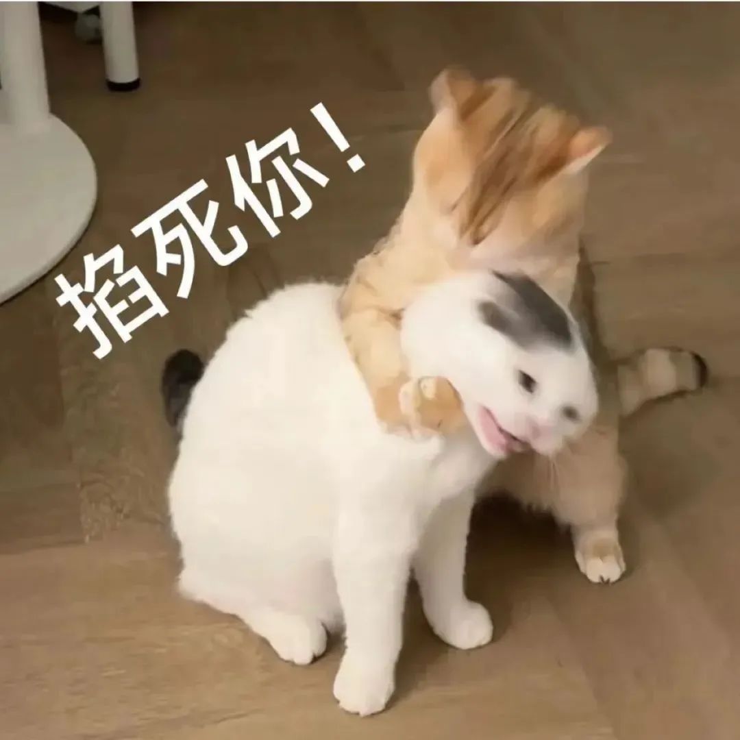 两只猫咪打闹超搞笑，一只猫“掐”着另一只配文“掐死你” 聊天必备表情包 丨 你脑袋真的没事吗 可爱猫咪打架，橘猫“掐死你”动作超萌，搞笑又可爱 ...