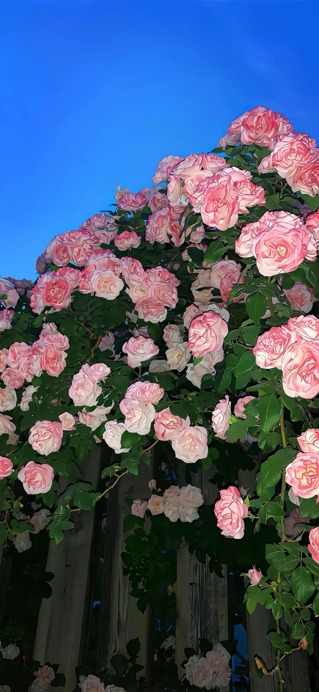 粉玫瑰盛开在蓝天下，浪漫满屏的唯美壁纸 手机壁纸｜iPhone壁纸精选 粉玫瑰盛开在蓝天下，唯美浪漫的花海壁纸表情包图片gif动图 - 求表情 ...