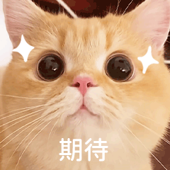 可爱橘猫双眼冒星，一脸期待的超萌表情包 出来玩吗我去接你 | ๑表情包~ 可爱橘猫眼中带星，一脸期待的样子萌化人心表情包图片gif动图 - 求 ...