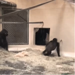 动物园里大猩猩的有趣动态，画面超逗乐 你好，刺眼的渣男 | 您的表情包已送到！ 两只大猩猩在室内的有趣互动，画面十分逗趣表情包图片gif动图 ...