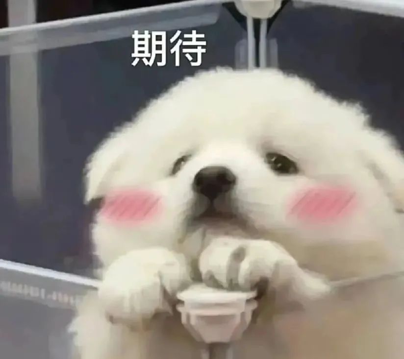 《可爱小白狗双手紧握，脸颊带粉，满眼期待的萌态表情包》 亲一口五十，摸一下一百 | 该换表情包了~表情包图片gif动图 - 求表情网,斗图从此不求人!