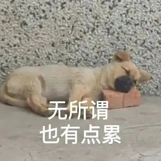 小狗趴地枕着砖块睡觉，配文“无所谓 也有点累”超可爱 表情包｜这班谁爱上谁上表情包图片动图 求表情网斗图从此不求人 8528