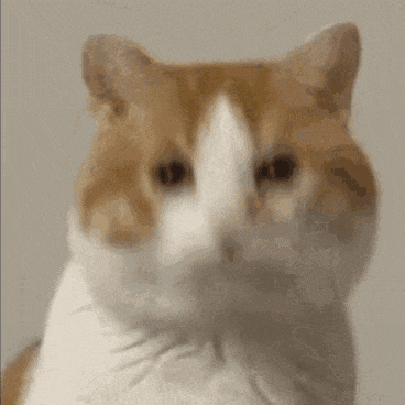 可爱橘猫正面凝视，呆萌表情尽显可爱 发颠的猫猫meme抽象表情包合集表情包图片gif动图 - 求表情网,斗图从此不求人!