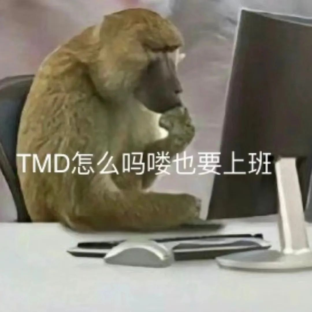 猴子坐在电脑前一脸无奈，配文“TMD怎么吗喽也要上班”超搞笑 上班加班下班表情包｜问薪吾溃表情包图片gif动图 - 求表情网,斗图从此不求人!