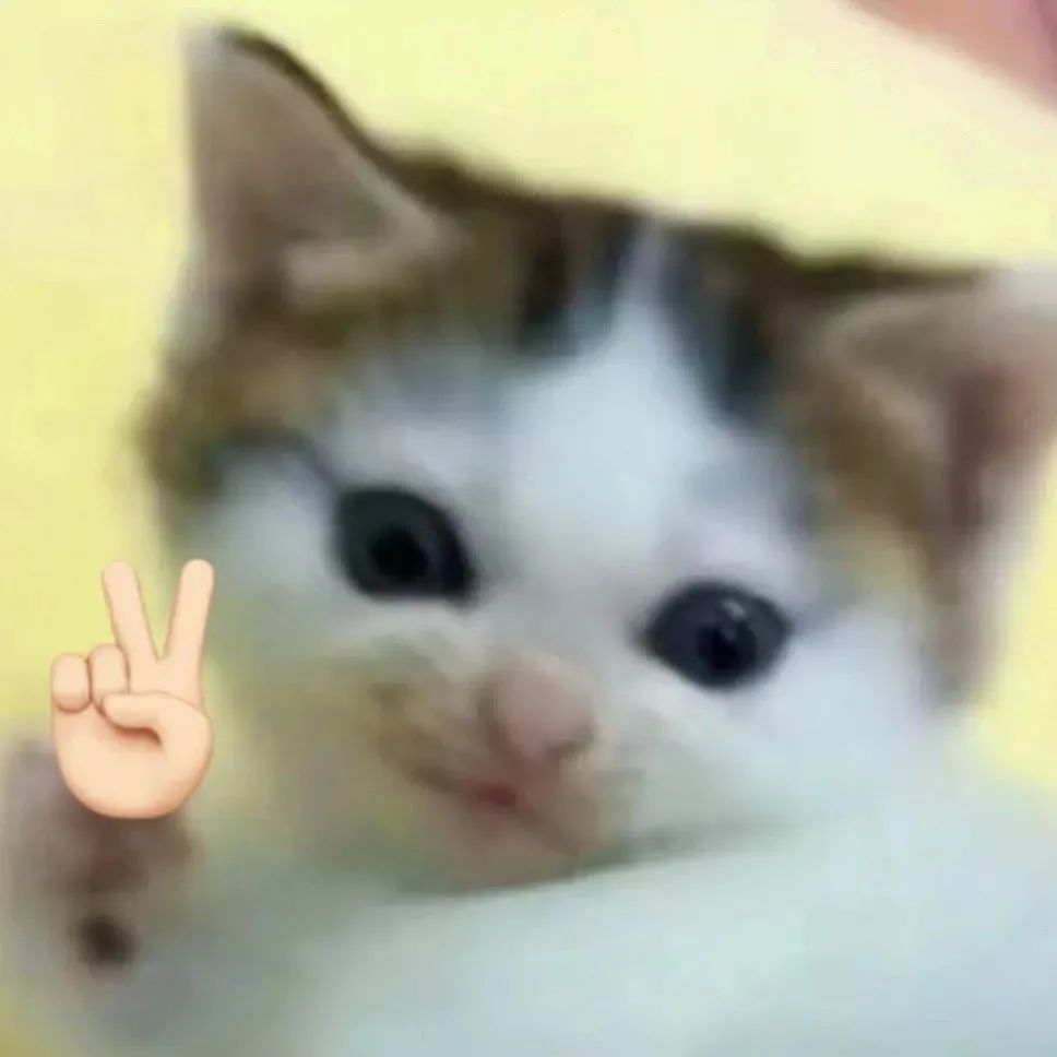 可爱小猫配着比耶手势，萌态十足超治愈 1000个很火的抽象疯癫表情包表情包图片gif动图 - 求表情网,斗图从此不求人!