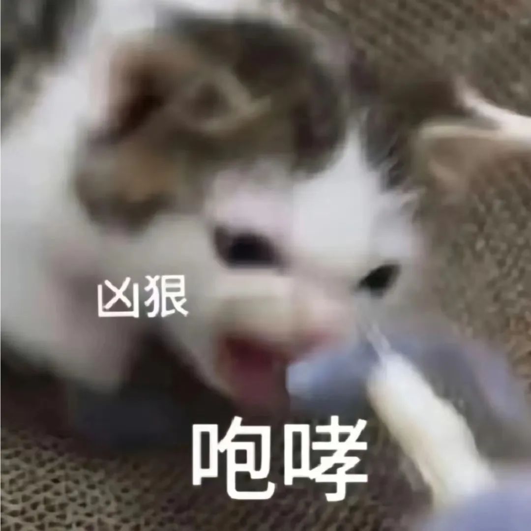 小猫表情凶狠咆哮的可爱模样，萌态尽显的有趣表情包 𝗦𝗛𝗔𝗥𝗘：实用聊天表情包表情包图片gif动图 - 求表情网,斗图从此不求人!
