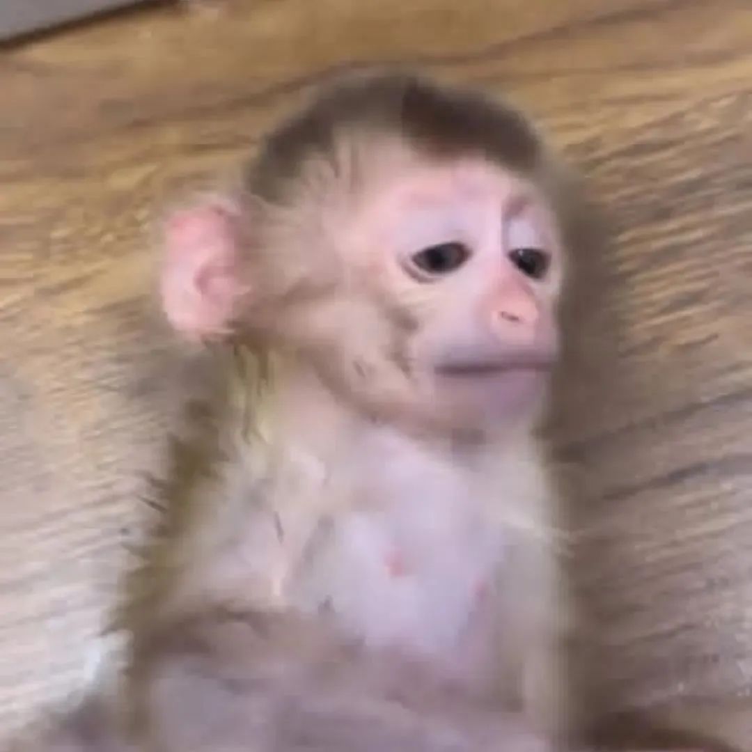 呆萌小猴子一脸懵，这可爱模样太治愈啦 表情包丨无字吗喽表情合集表情包图片gif动图 - 求表情网,斗图从此不求人!