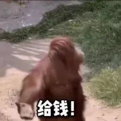 一只模糊的猩猩伸出手，配文“给钱！”的搞笑表情包 可以给我吗？伸手党 | 表情包表情包图片gif动图 - 求表情网,斗图从此不求人!