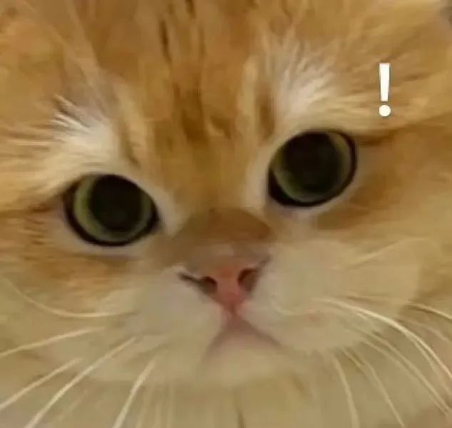 可爱橘猫瞪大双眼配感叹号，呆萌又惊讶的表情萌翻啦 表情包｜给你阳光给多了表情包图片gif动图 - 求表情网,斗图从此不求人!