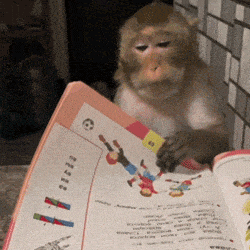 猴子认真看书的样子，像极了努力学习的你 实用抽象表情包表情包图片gif动图 - 求表情网,斗图从此不求人!