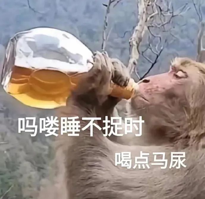 猴子手拿大瓶液体在喝，配文“吗喽睡不捉时 喝点马尿” 聊天马喽表情包表情包图片gif动图 - 求表情网,斗图从此不求人!