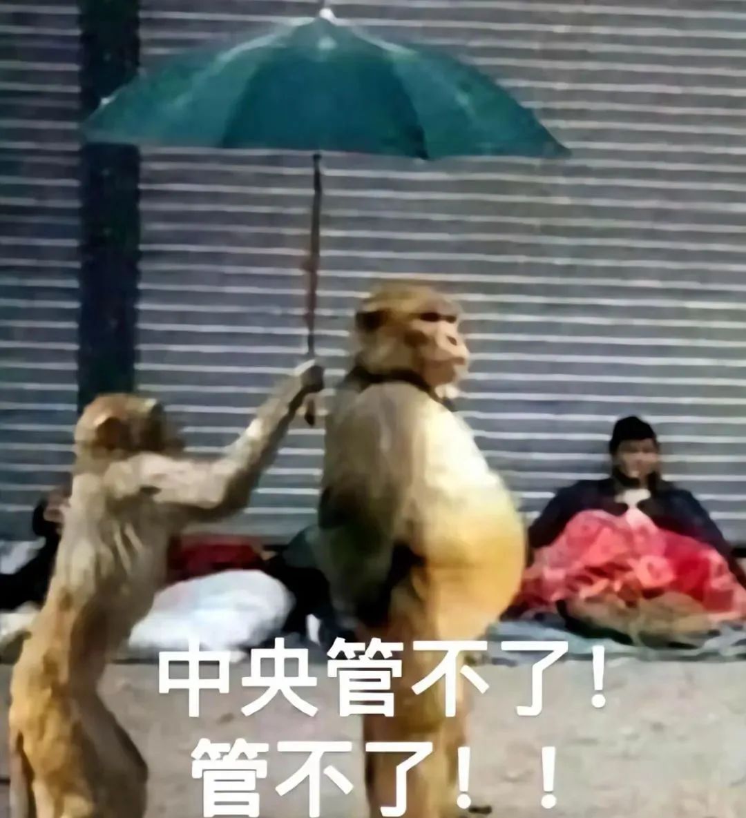 两只猴子撑伞配文“中央管不了！管不了！”的搞笑表情包 牛马吗喽表情包 | 猴子表情包表情包图片gif动图 - 求表情网,斗图从此不求人!