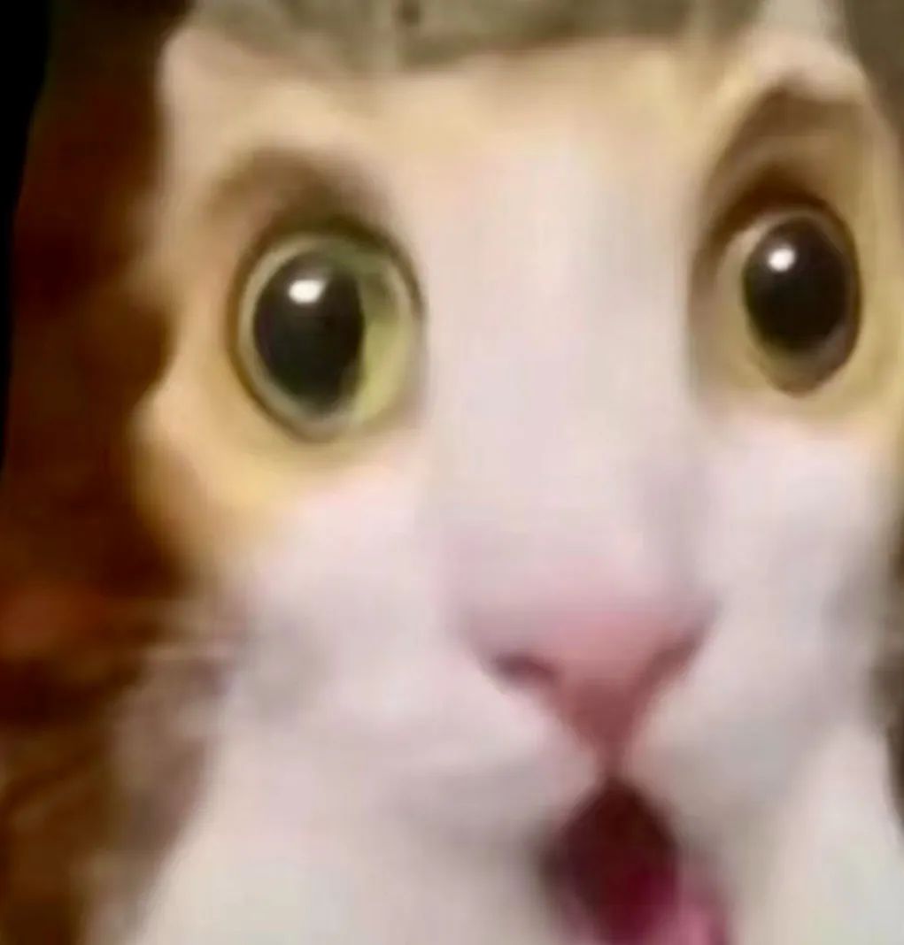 猫咪瞪大双眼张嘴惊讶脸，这表情也太可爱太逗趣了 猫咪表情包｜无字小猫表情包图片gif动图 - 求表情网,斗图从此不求人!