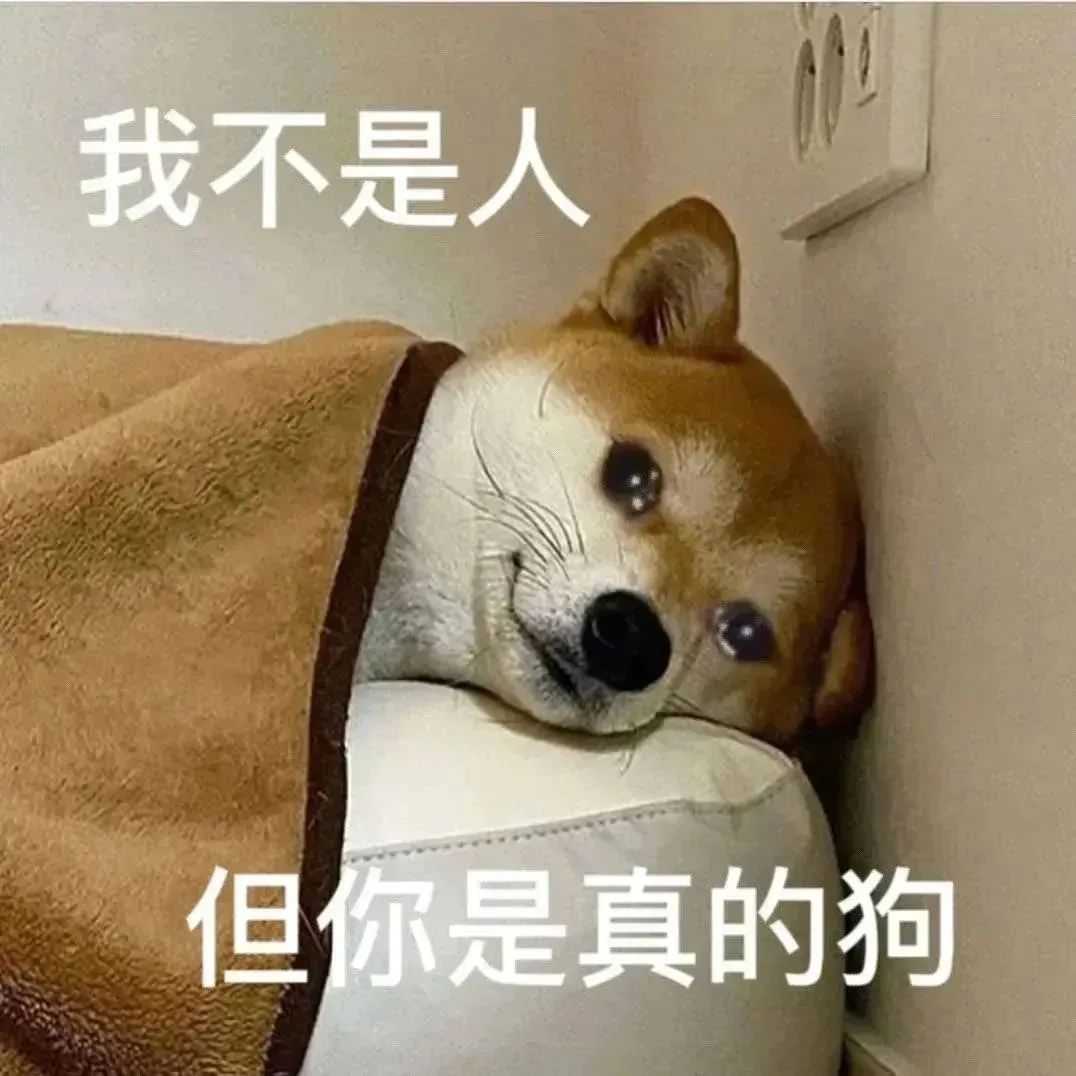 《我不是人但你是真的狗》柴犬慵懒靠枕，眼神带戏的超搞笑表情包 存一些实用可爱聊天表情包 .ᐟ‪.ᐟ 表情包图片gif动图 - 求表情网,斗图 ...