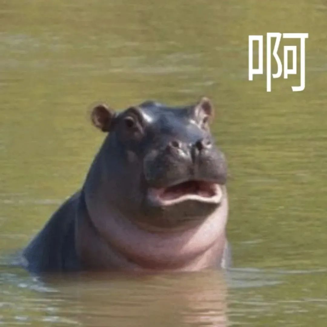 水中河马张嘴配“啊可”字，呆萌可爱超有趣的动物表情包 实用搞笑表情包表情包图片gif动图 - 求表情网,斗图从此不求人!