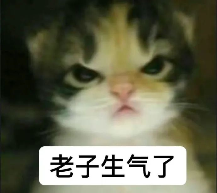 生气小猫来袭，看它这表情就知道“老子生气了” 小猫表情包 | 暴徒留痕 表情包图片gif动图 - 求表情网,斗图从此不求人!