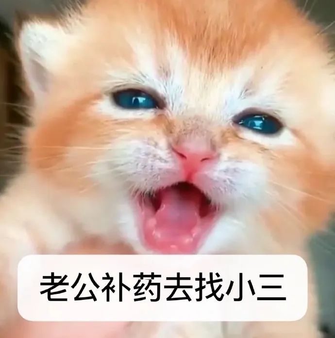 可爱橘猫张嘴露舌，配文“老公补药去找小三”，表情超萌 猫咪表情包 | 人生真是喵喵又咪咪表情包图片gif动图 - 求表情网,斗图从此不求人!