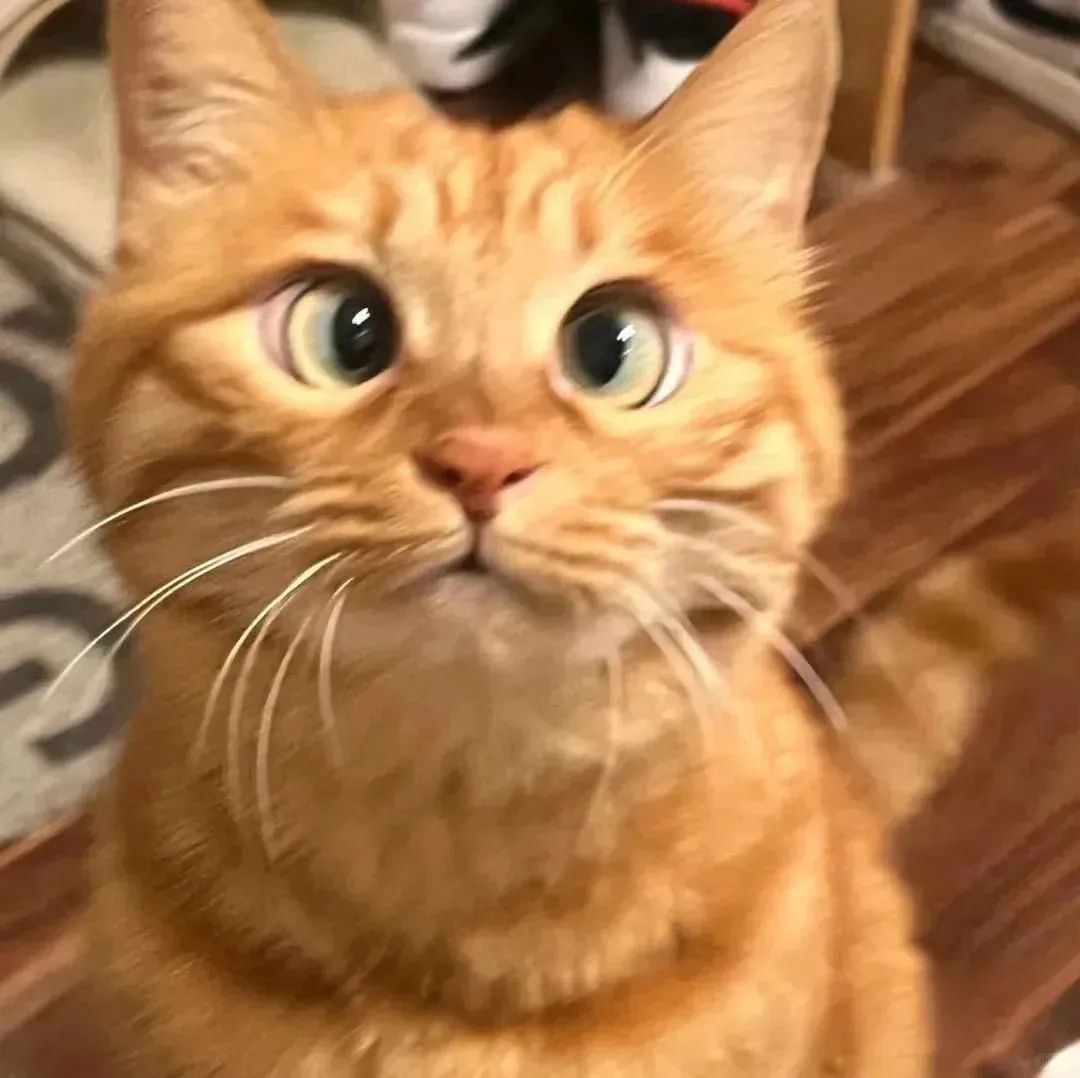 大眼萌橘猫惊讶脸，可爱模样萌翻众人 表情包：出来玩，我去接你表情包图片gif动图 - 求表情网,斗图从此不求人!