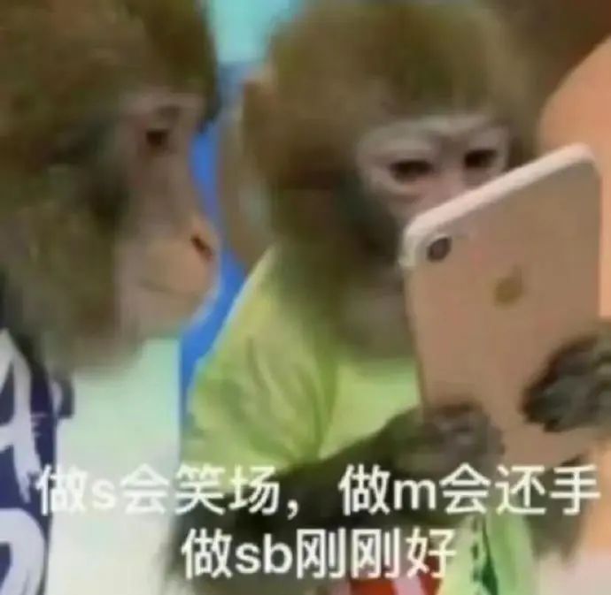 两只猴子一只看手机，配文“做s会笑场，做m会还手，做sb刚刚好” 马喽表情包 | 别惹颠猴表情包图片gif动图 - 求表情网,斗图从此不求人!