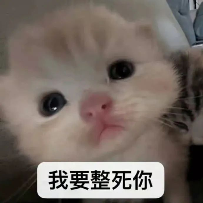 可爱小猫配文“我要整死你”，奶凶奶凶的超萌表情包 超霸气小猫表情包表情包图片动图 求表情网斗图从此不求人 4141