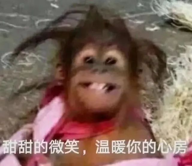 可爱猩猩露出甜甜微笑，“甜甜的微笑，温暖你的心房” ๑抽象的表情包增加了表情包图片gif动图 - 求表情网,斗图从此不求人!