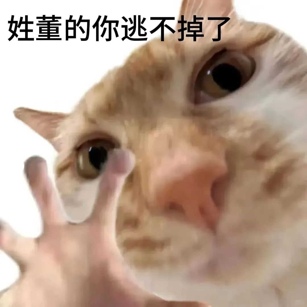 姓董的你逃不掉了，猫咪这压迫感十足的表情太逗了 姓氏表情包（姓×的你逃不掉了）表情包图片gif动图 - 求表情网,斗图从此不求人!