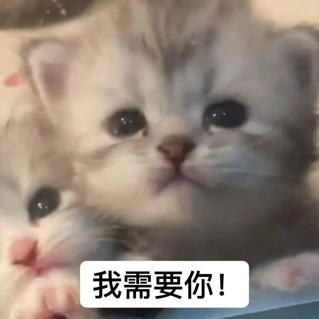 可爱小猫一脸期待，配上文字“我需要你”超萌超治愈 表情包丨快说你需要我表情包图片gif动图 - 求表情网,斗图从此不求人!