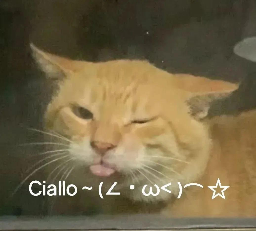 橘猫眯眼吐舌超可爱，配文“Cialo~”尽显俏皮萌态 可爱猫meme耄耋猫表情包大合集表情包图片gif动图 - 求表情网,斗图从此不求人!
