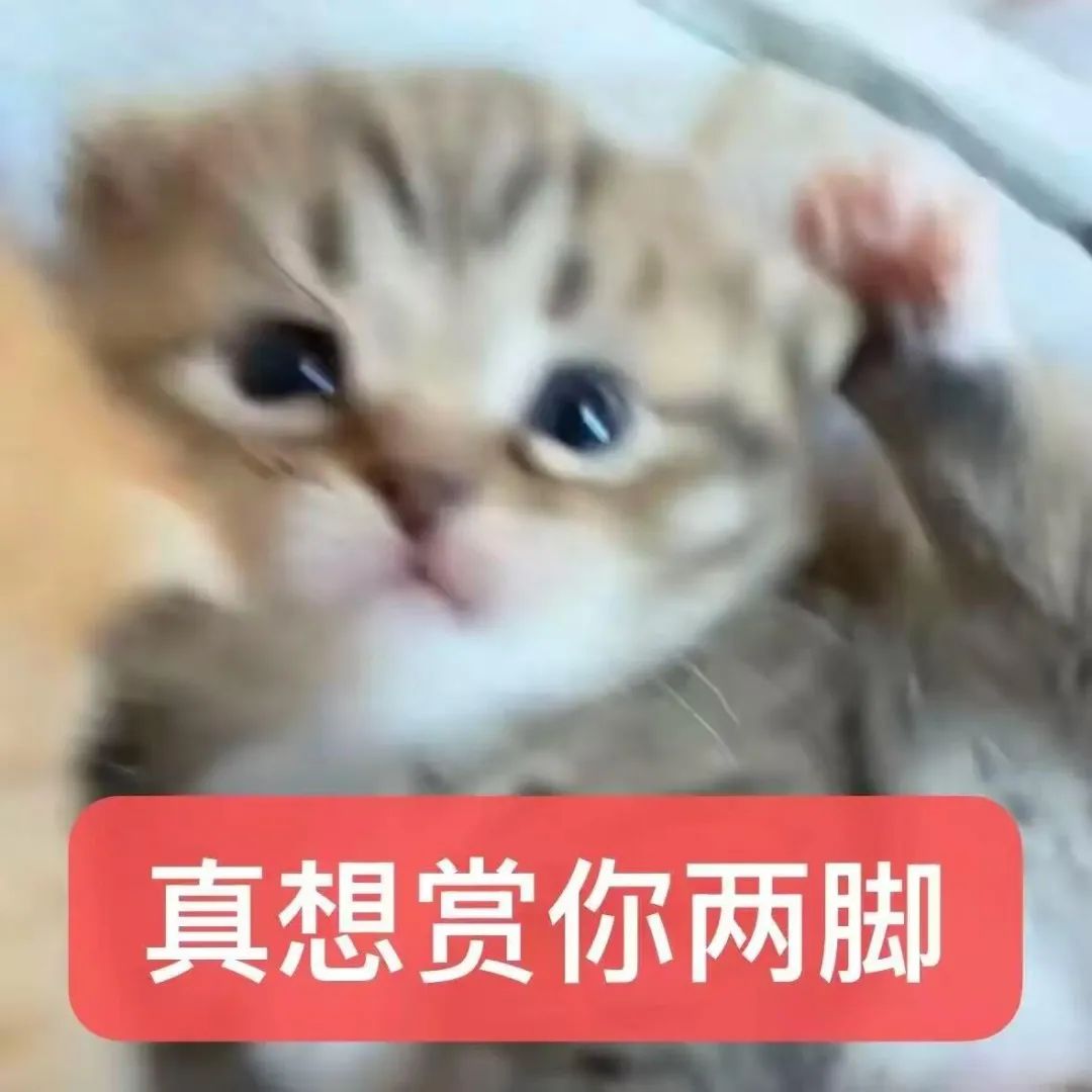 可爱小猫表情傲娇，配文“真想赏你两脚”的搞笑表情包 表情包丨我没有在生气啊表情包图片gif动图 - 求表情网,斗图从此不求人!