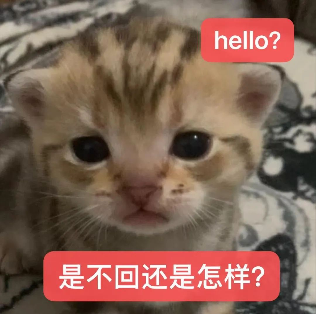 可爱小猫表情包，配文“hello？是不回还是怎样？”尽显傲娇 表情包丨我没有在生气啊表情包图片gif动图 - 求表情网,斗图从此不求人!