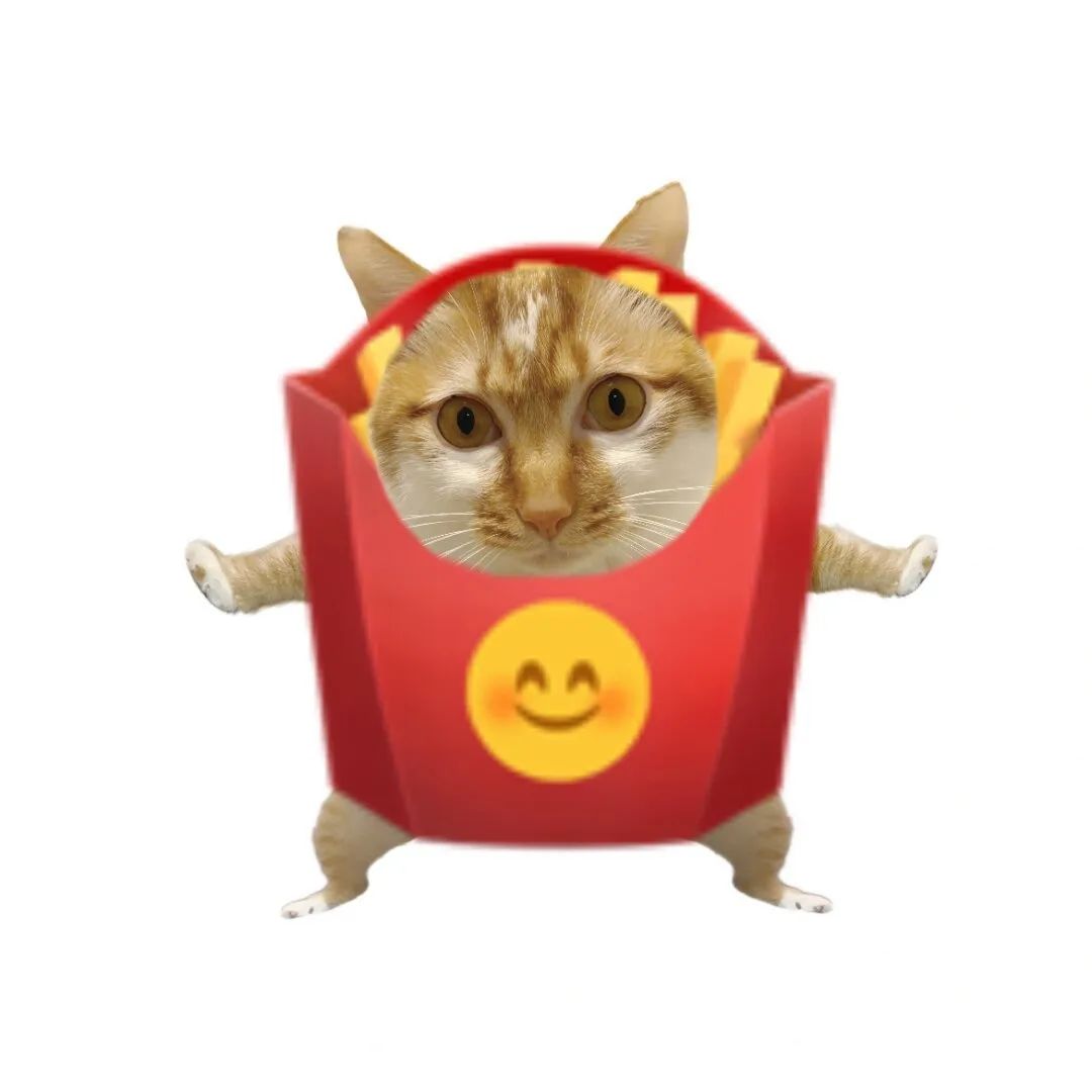 可爱猫咪扮成薯条盒，表情呆萌超有趣的头像 男女头像｜我的可爱分你一半表情包图片gif动图 - 求表情网,斗图从此不求人!