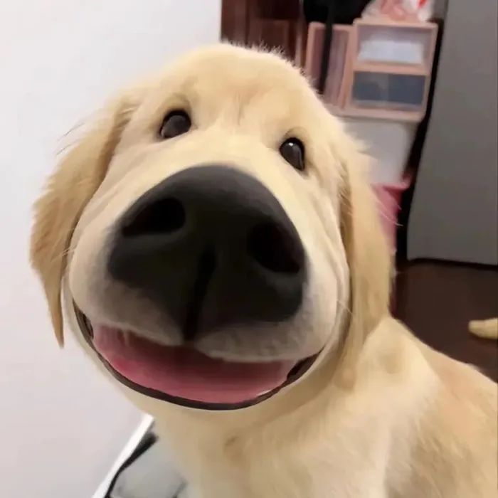 可爱金毛大脸萌照，吐舌露齿超治愈 男女头像｜我的可爱分你一半表情包图片gif动图 - 求表情网,斗图从此不求人!