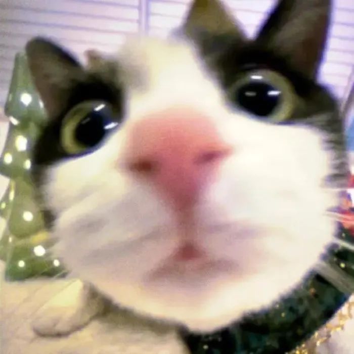 萌猫特写！瞪大双眼的可爱模样超级吸睛 男女头像｜我的可爱分你一半表情包图片gif动图 - 求表情网,斗图从此不求人!