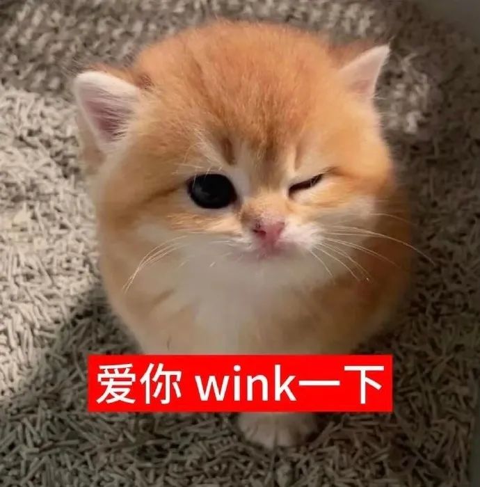 可爱小猫wink一下，配文“爱你”，萌化人心的表情包 猫咪表情包丨我没有在生气啊表情包图片gif动图 - 求表情网,斗图从此不求人!