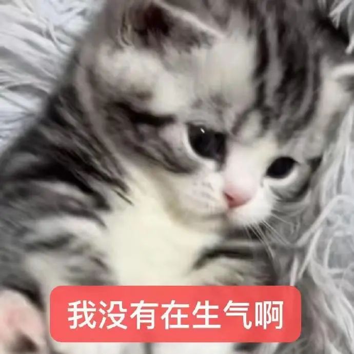 可爱小猫一脸委屈却嘴硬表示“我没有在生气啊” 猫咪表情包丨我没有在生气啊表情包图片gif动图 - 求表情网,斗图从此不求人!