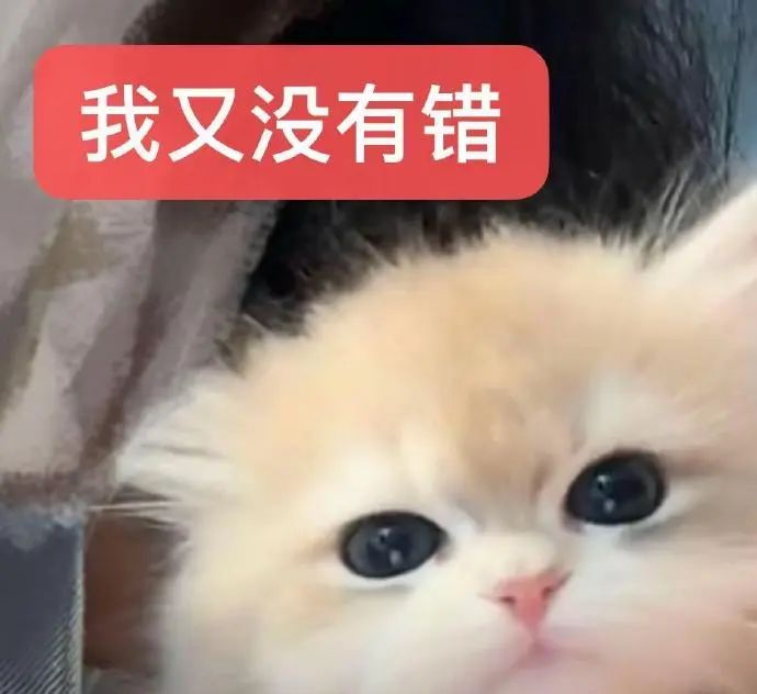 可爱小猫无辜眼神配文“我又没有错”，萌化人心 猫咪表情包丨我没有在生气啊表情包图片gif动图 - 求表情网,斗图从此不求人!