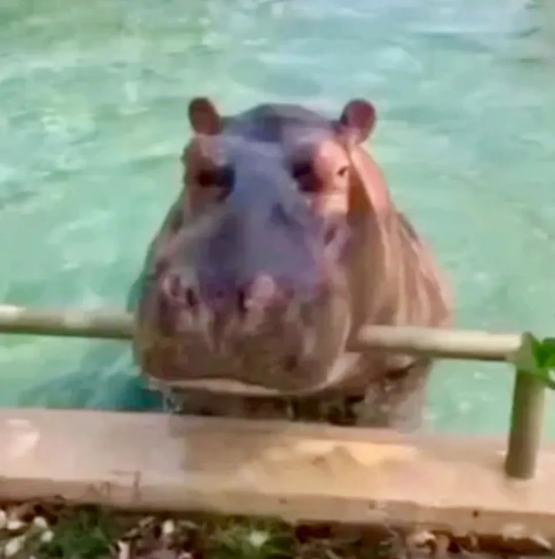 河马从水中探出脑袋，呆萌可爱的模样超有趣 表情包丨审美积累表情包图片gif动图 - 求表情网,斗图从此不求人!