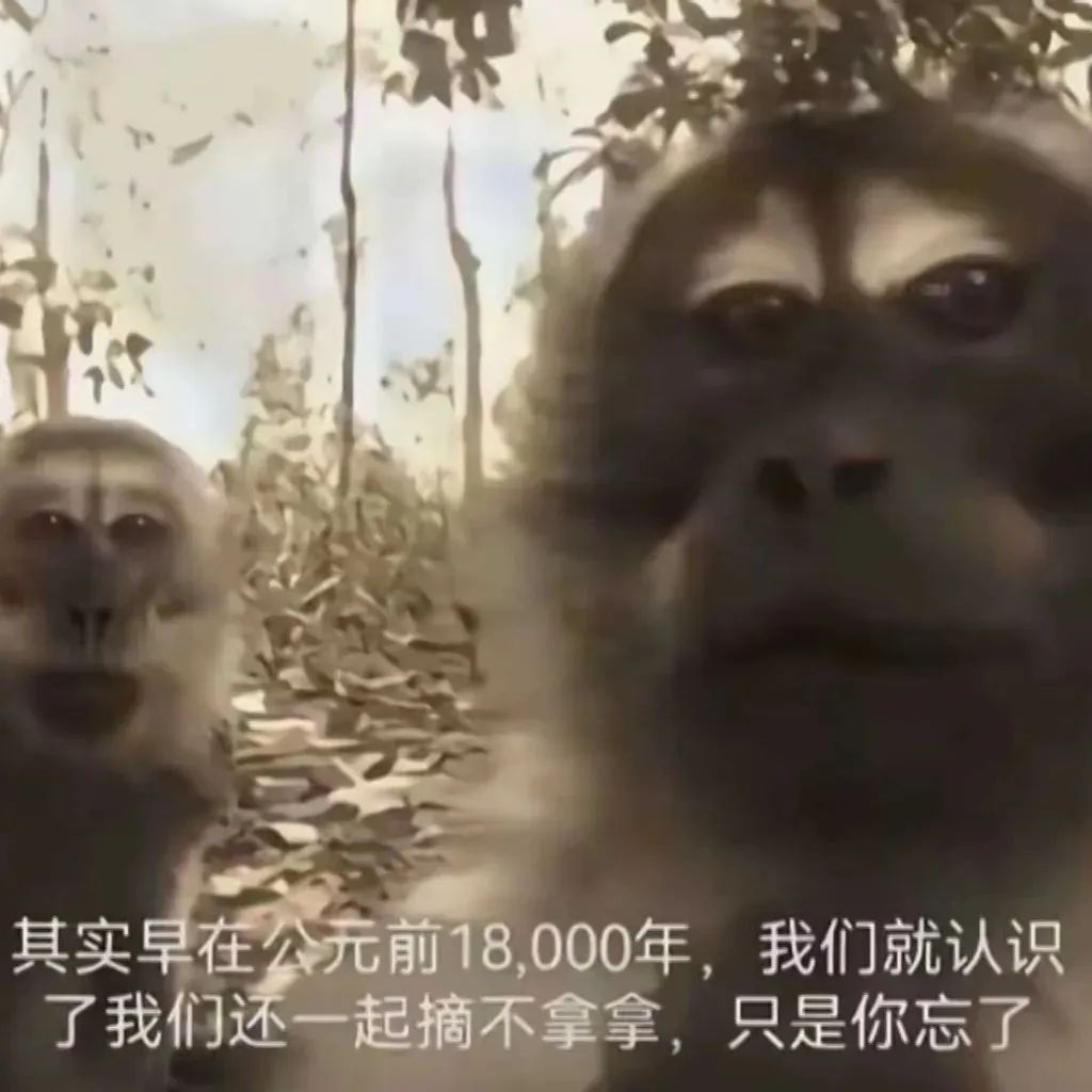《公元前18000年就认识，猴子们“摘不拿拿”的幽默提醒》 实用搞笑的表情包表情包图片gif动图 - 求表情网,斗图从此不求人!