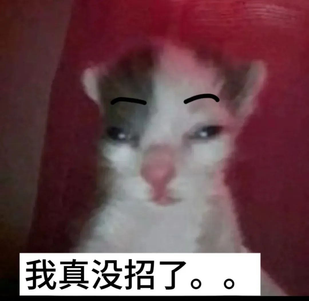 无奈小猫表情包：配上文字“我真没招了”尽显无奈感 超火的小奶猫萌贱表情包！表情包图片gif动图 - 求表情网,斗图从此不求人!