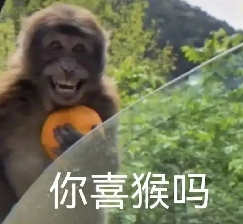 猴子咧嘴笑抱橘，配文“你喜猴吗”的趣味表情包 猴子阴阳怪气表情包动图表情包图片gif动图 - 求表情网,斗图从此不求人!