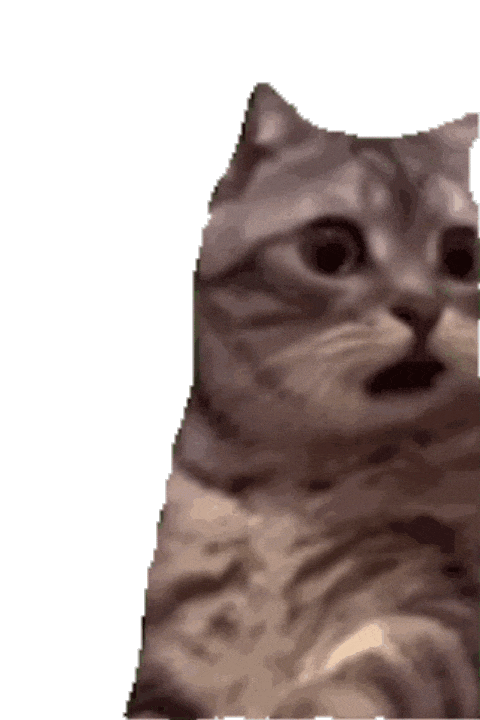 震惊！猫咪瞪大双眼张大嘴巴，表情惊讶的可爱模样 超全猫meme表情包 | 大司马笑表情包表情包图片gif动图 - 求表情网,斗图从此不求人!