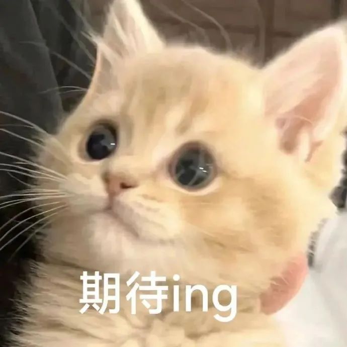 可爱小猫睁着大眼睛露出期待表情，配文“期待ing” 好适合聊天的表情包 表情包图片gif动图 - 求表情网,斗图从此不求人!