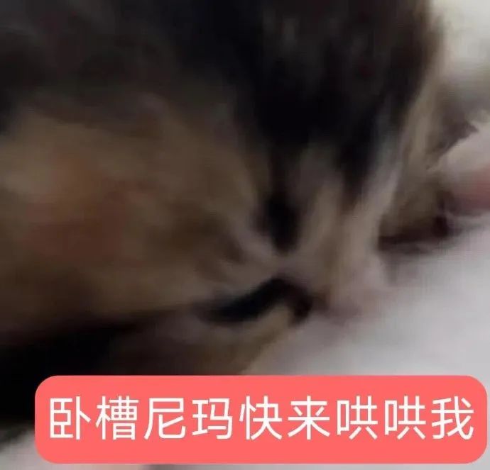 猫咪一脸委屈模糊不清 配文“卧槽尼玛快来哄哄我”超可爱 猫咪表情包 | 小小猫幼崽带字表情包表情包图片gif动图 - 求表情网,斗图从此不求人!