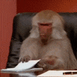 狒狒坐在椅子上像领导一样认真看文件，画面搞笑 搞笑动态表情包表情包图片gif动图 - 求表情网,斗图从此不求人!