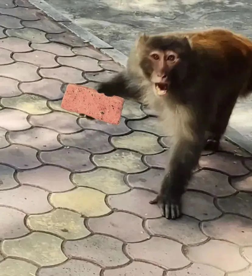 猴子手拿砖块表情凶狠，仿佛下一秒就要开始“战斗” 表情包｜表情包gif动态图抽象表情包图片gif动图 - 求表情网,斗图从此不求人!